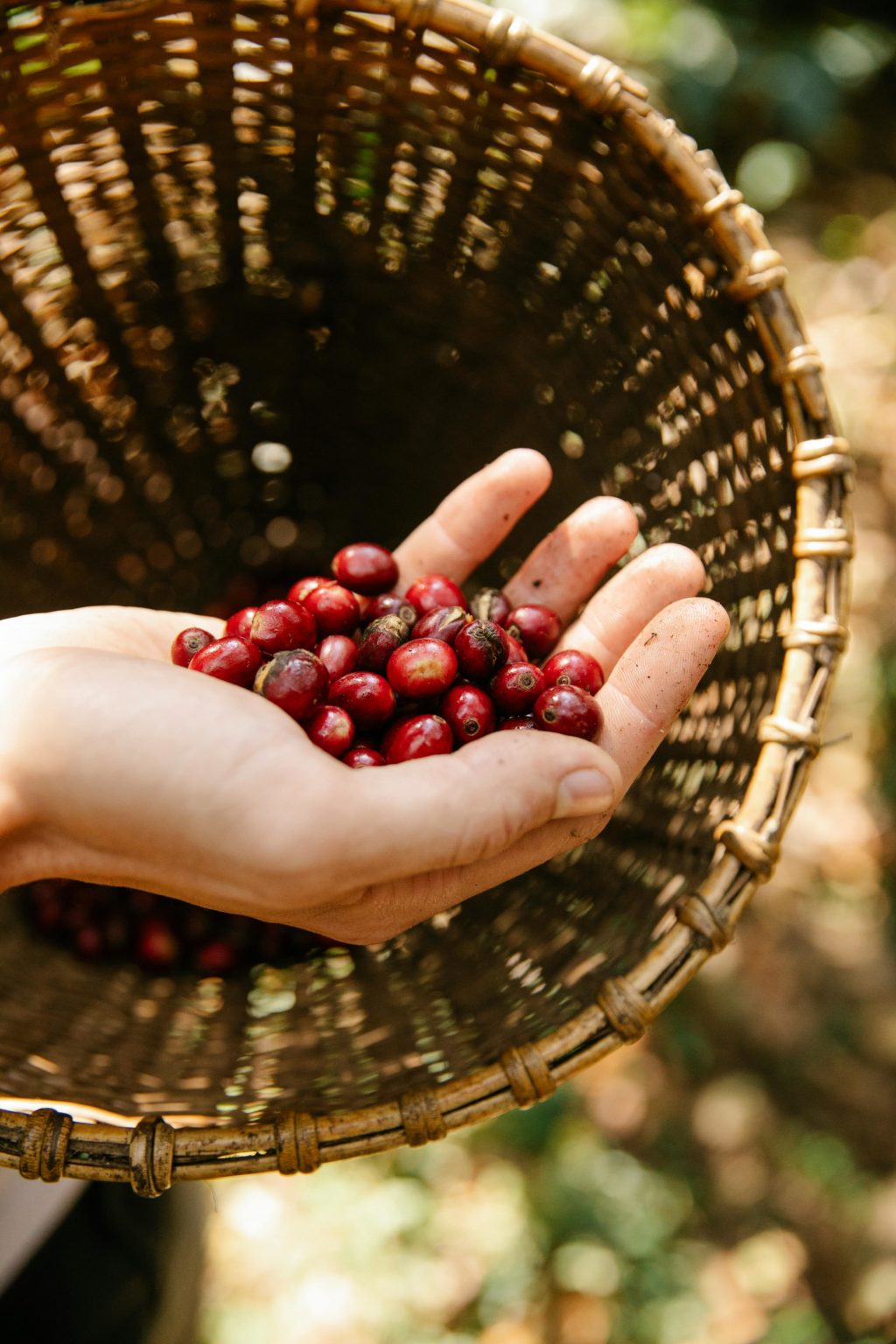Brewing a Better Tomorrow: The Vital Role of Sustainable Coffee ...